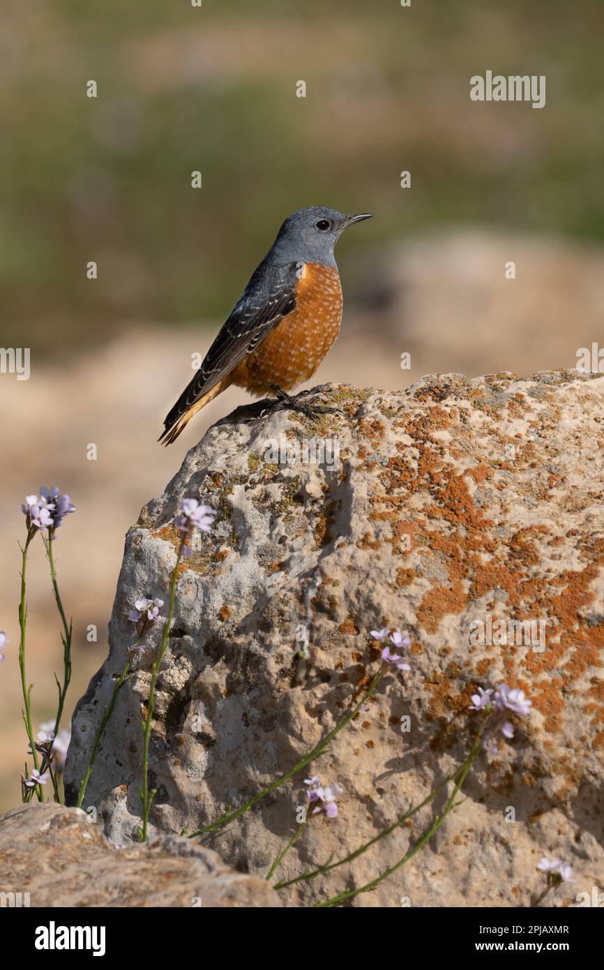 Common rock thrush rufous-tailed rock thrush or simply rock thrush ...