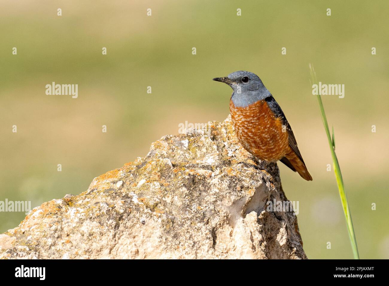 Common rock thrush rufous-tailed rock thrush or simply rock thrush ...
