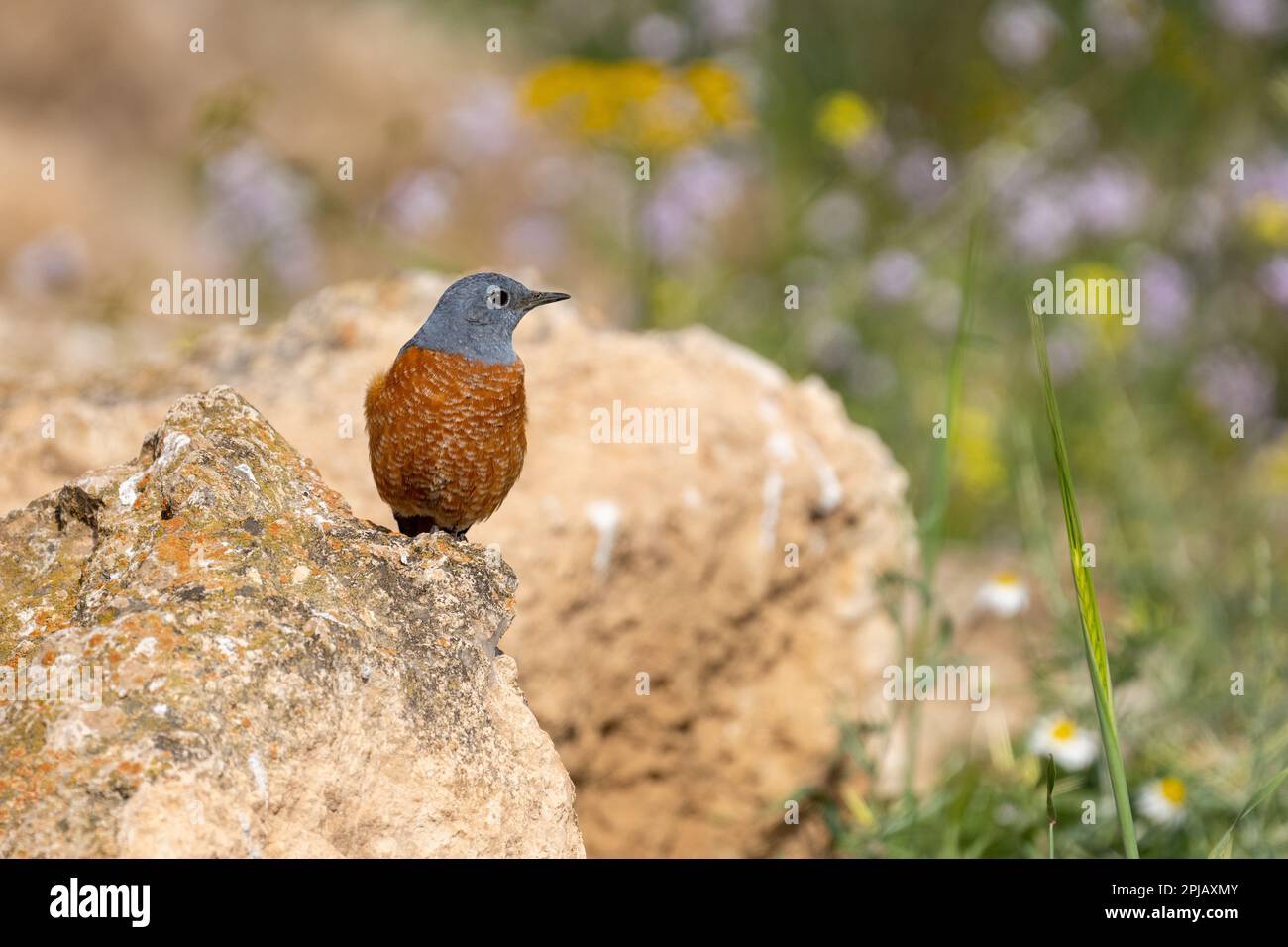 Common rock thrush rufous-tailed rock thrush or simply rock thrush ...