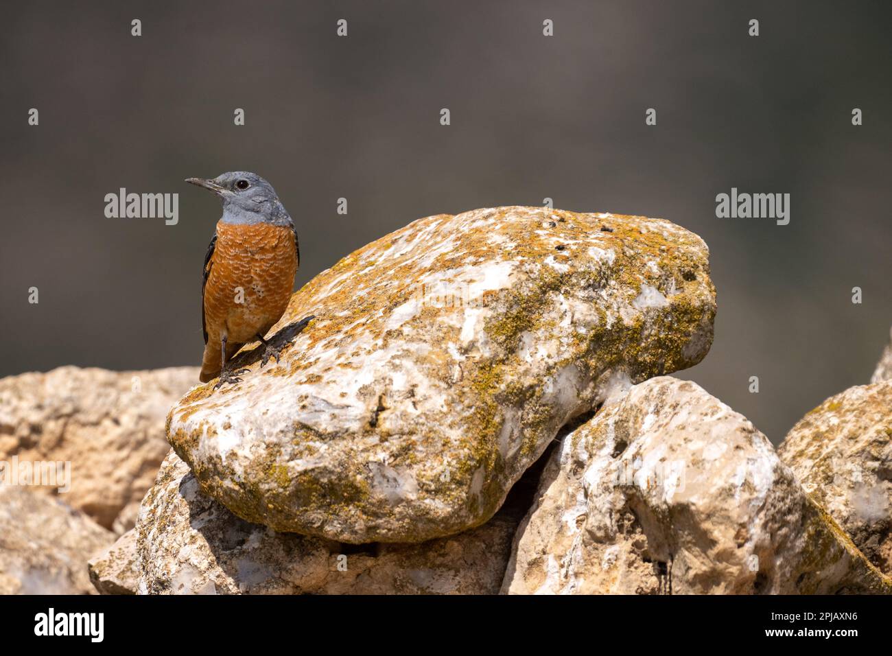 Common rock thrush rufous-tailed rock thrush or simply rock thrush ...