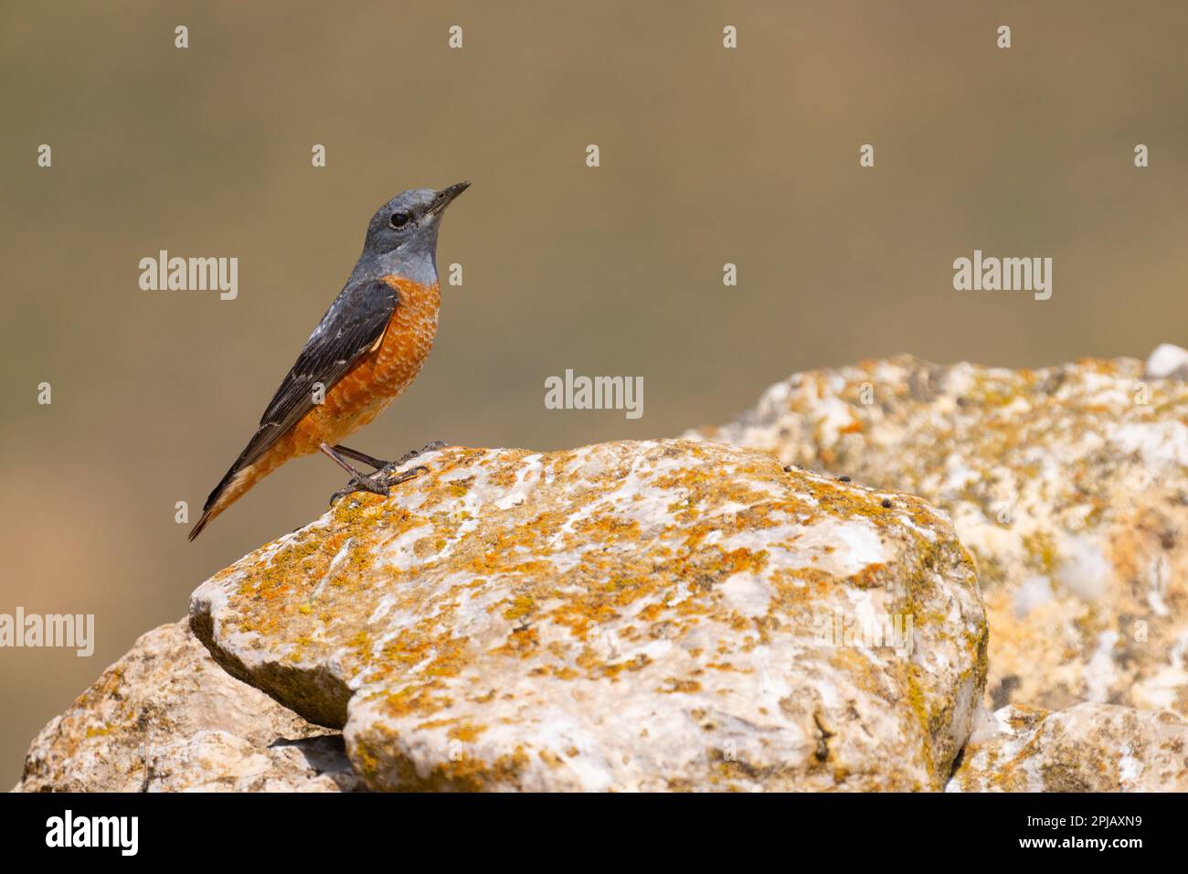Common rock thrush rufous-tailed rock thrush or simply rock thrush ...