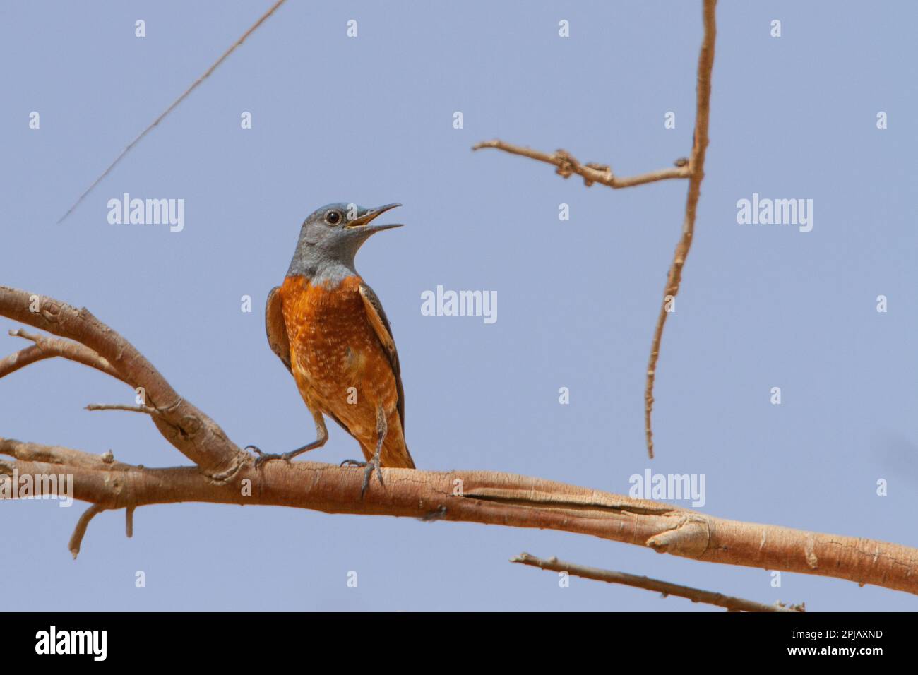 Common rock thrush rufous-tailed rock thrush or simply rock thrush ...