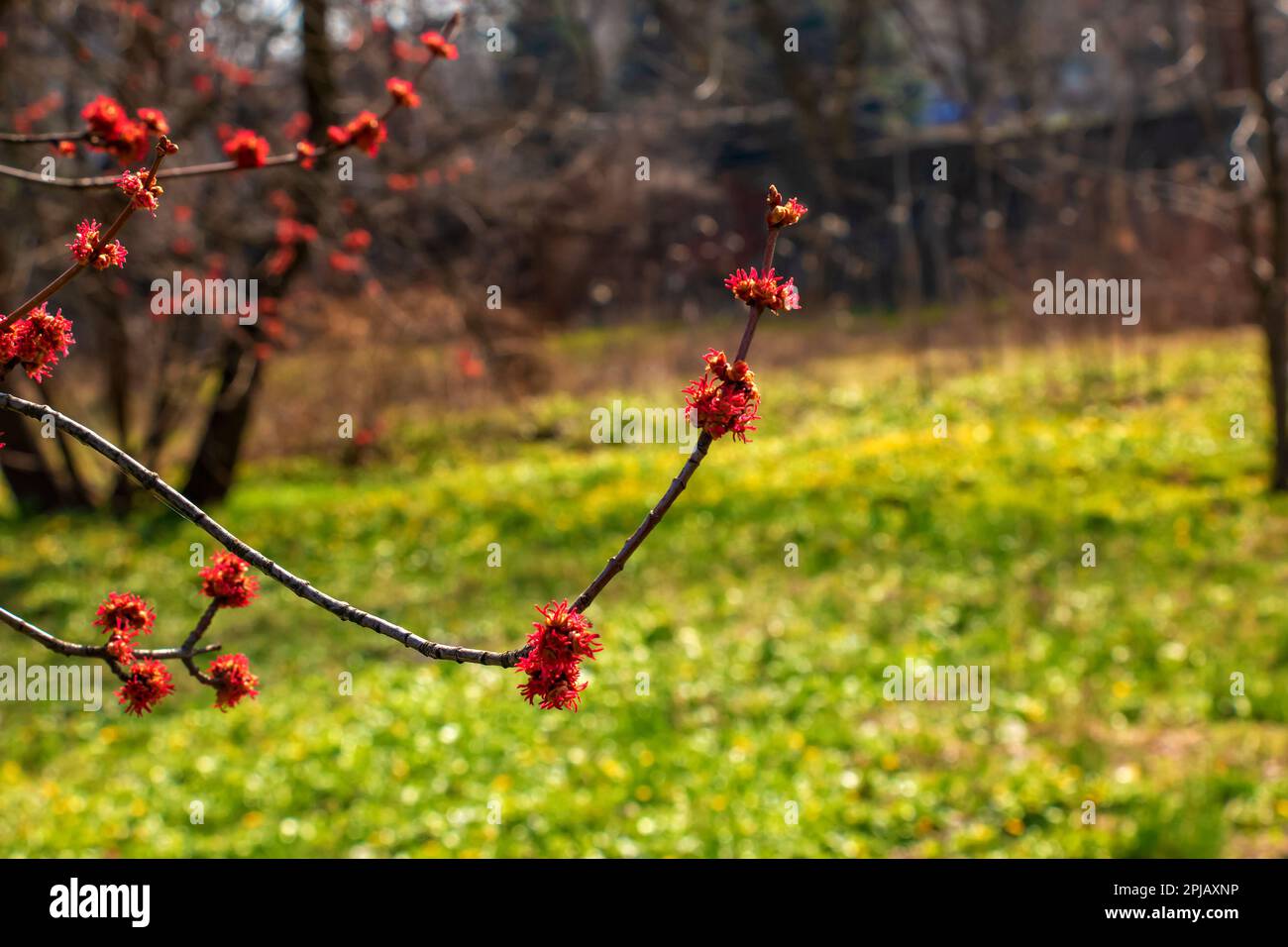 Close up view of emerging flower blossoms on a red maple tree acer ...