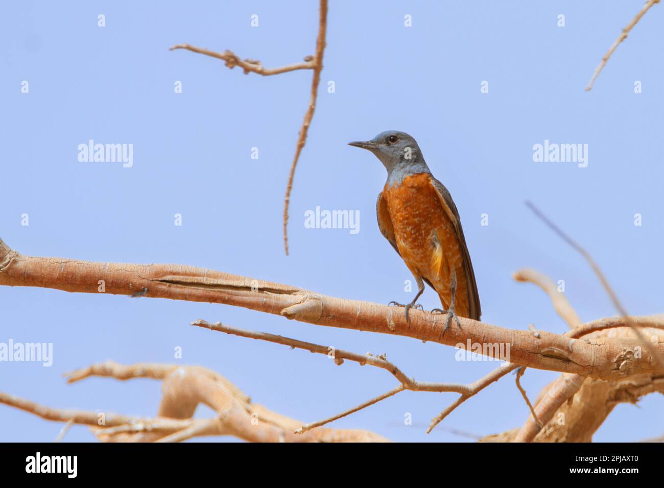 Common rock thrush rufous-tailed rock thrush or simply rock thrush ...