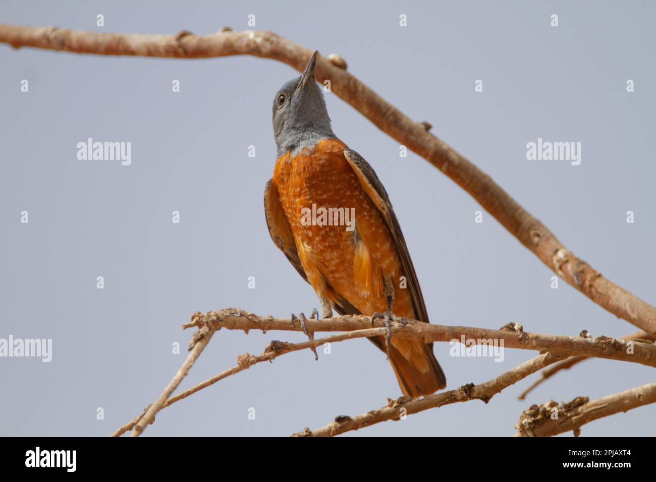 Common rock thrush rufous-tailed rock thrush or simply rock thrush ...