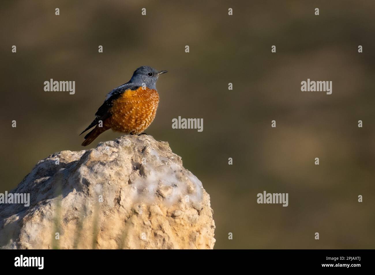 Common rock thrush rufous-tailed rock thrush or simply rock thrush ...