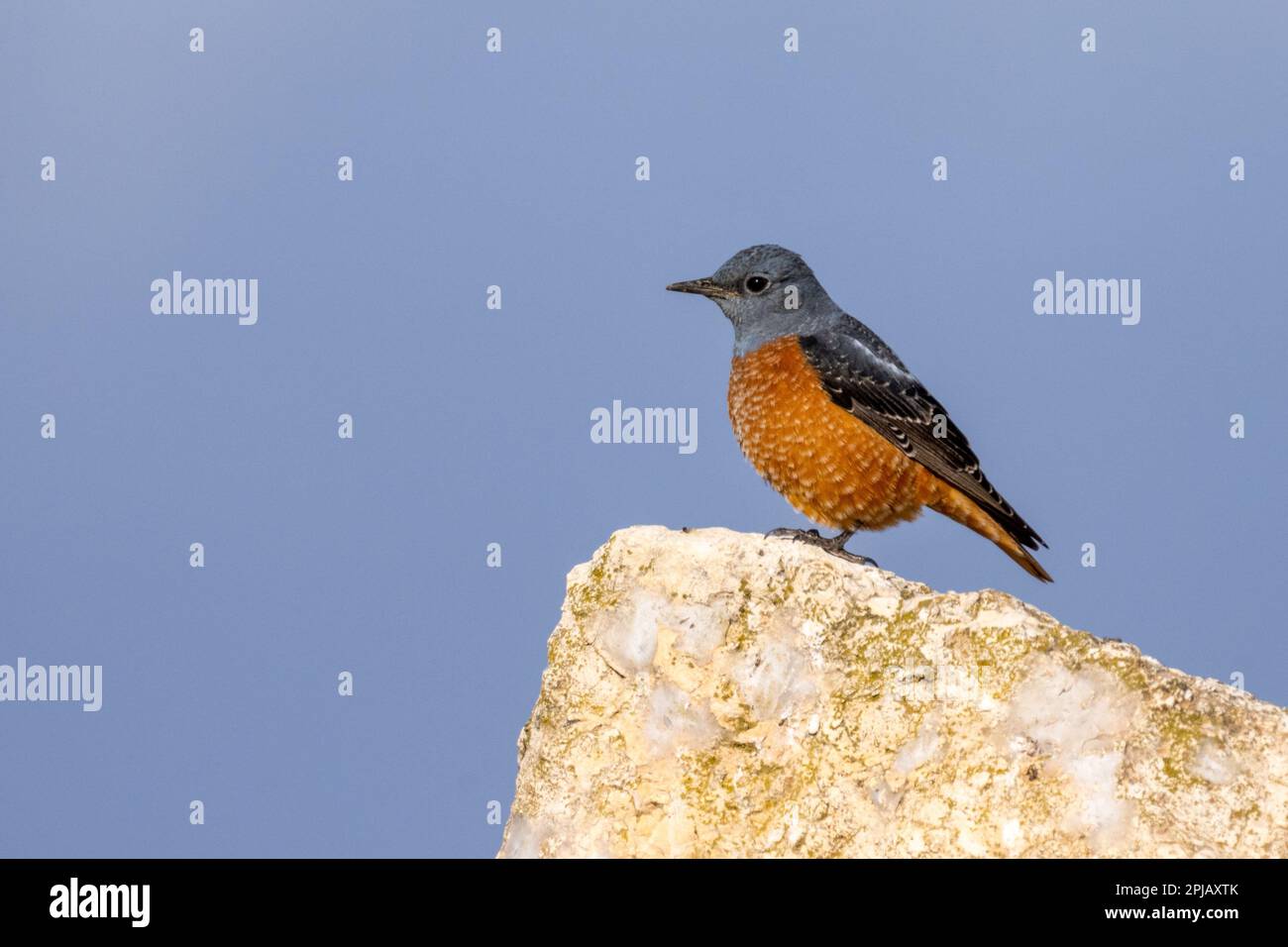 Common rock thrush rufous-tailed rock thrush or simply rock thrush ...