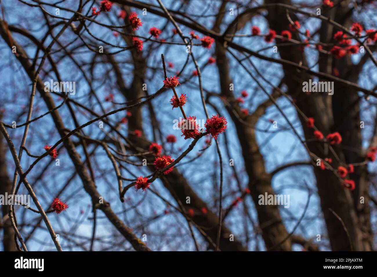 Close up view of emerging flower blossoms on a red maple tree acer ...