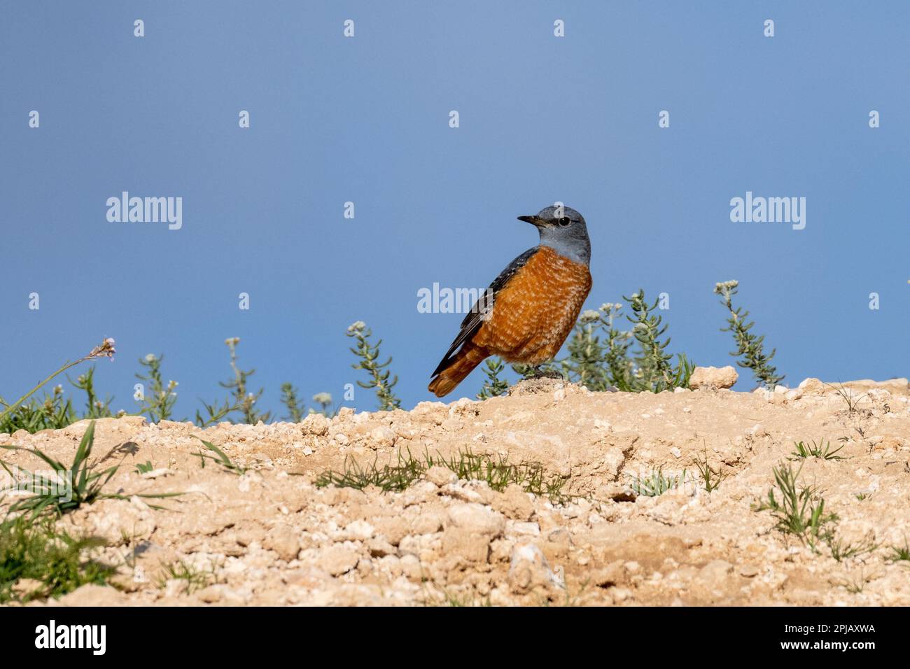 Common rock thrush rufous-tailed rock thrush or simply rock thrush ...