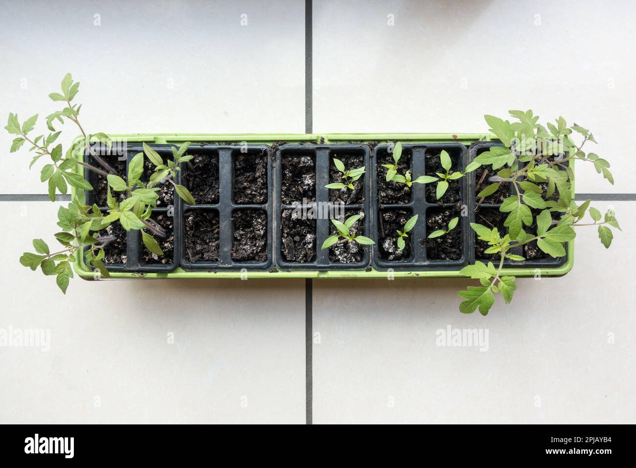 Top down view of Indoor seedling tray with a variety of plant saplings ...