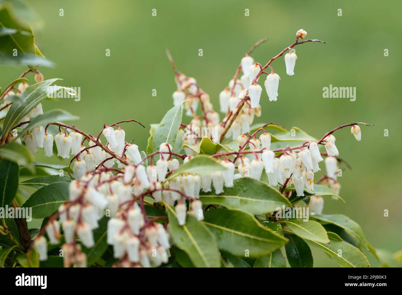 Bell-shaped flowers of a pieris japonica plant in early Spring Stock ...