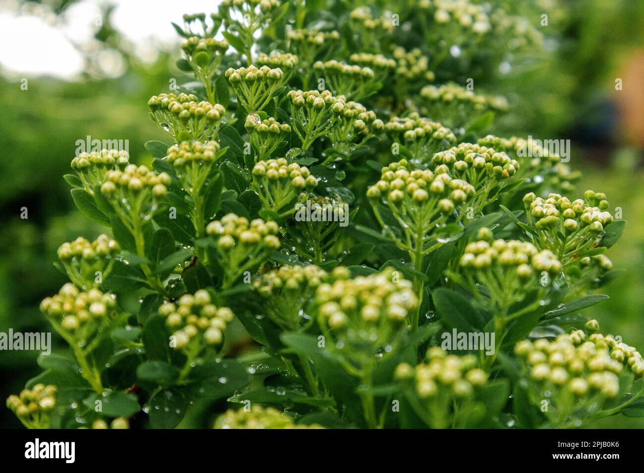 A close up of a plant with small white flowers Stock Photo - Alamy