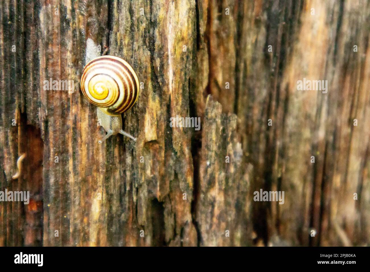 A snail is on a piece of wood and has a spiral pattern on its shell ...