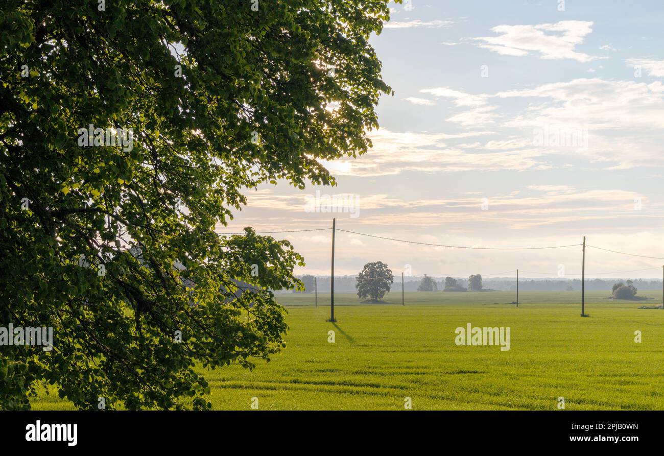 A field with a tree in the foreground and a green field with the sun ...
