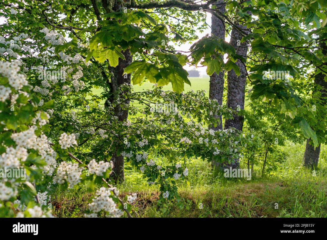 A bush of white flowers with yellow centers and white petals Stock ...