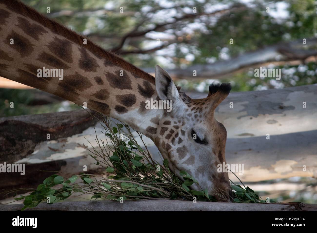 giraffe at Bannerghatta national park Bangalore standing in the zoo ...