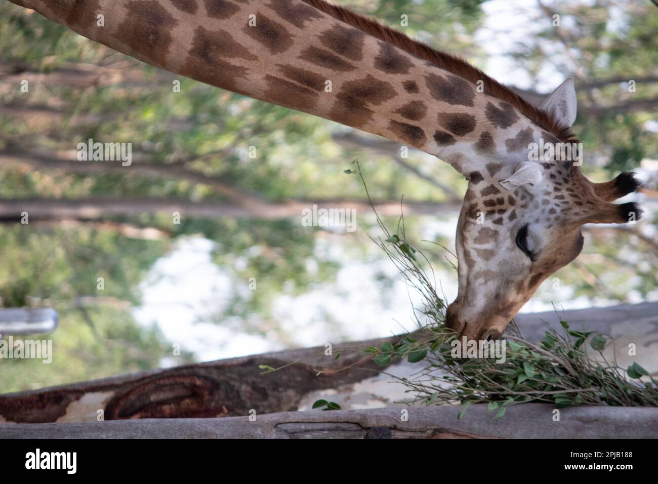 giraffe at Bannerghatta national park Bangalore standing in the zoo ...
