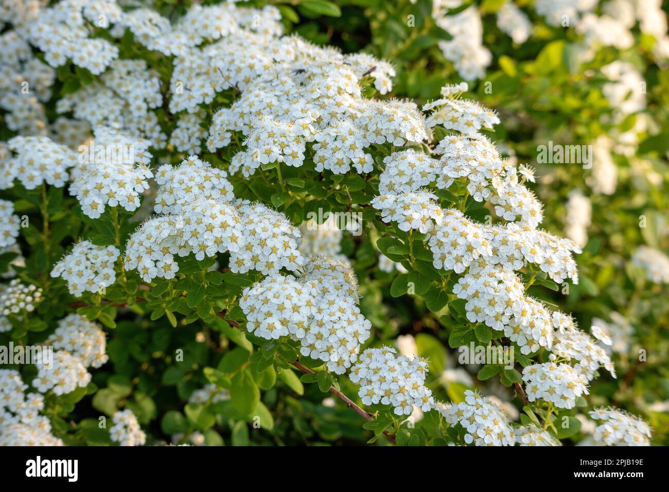 A bush of white flowers with yellow centers and white petals Stock ...