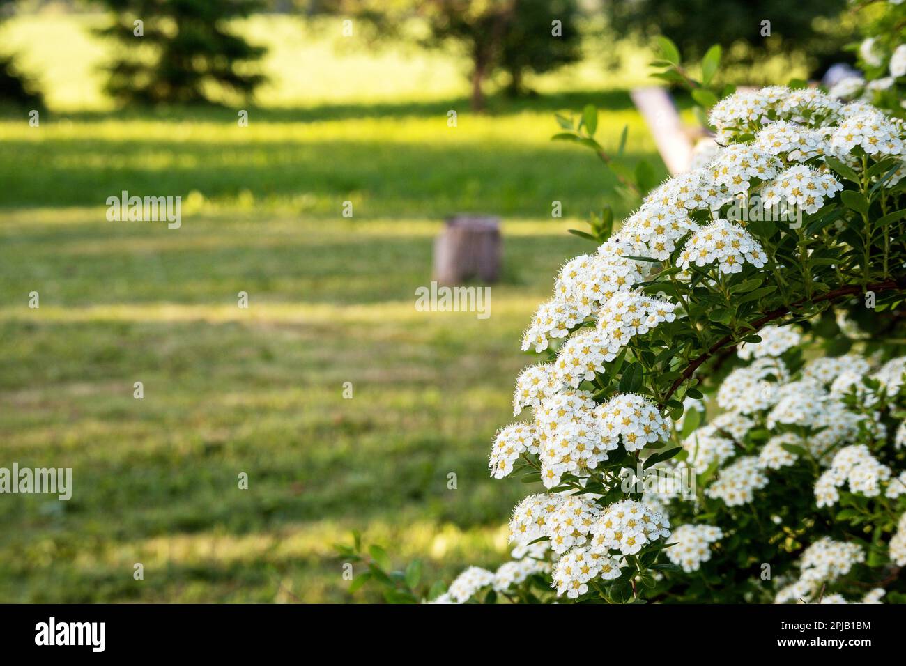 A bush of white flowers with yellow centers and white petals Stock ...