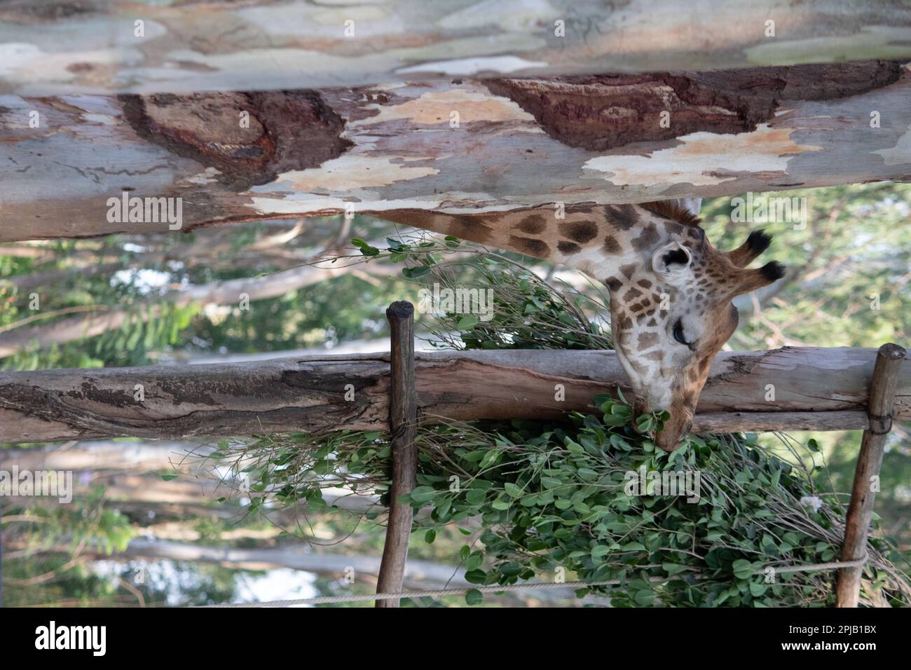 giraffe at Bannerghatta national park Bangalore standing in the zoo ...