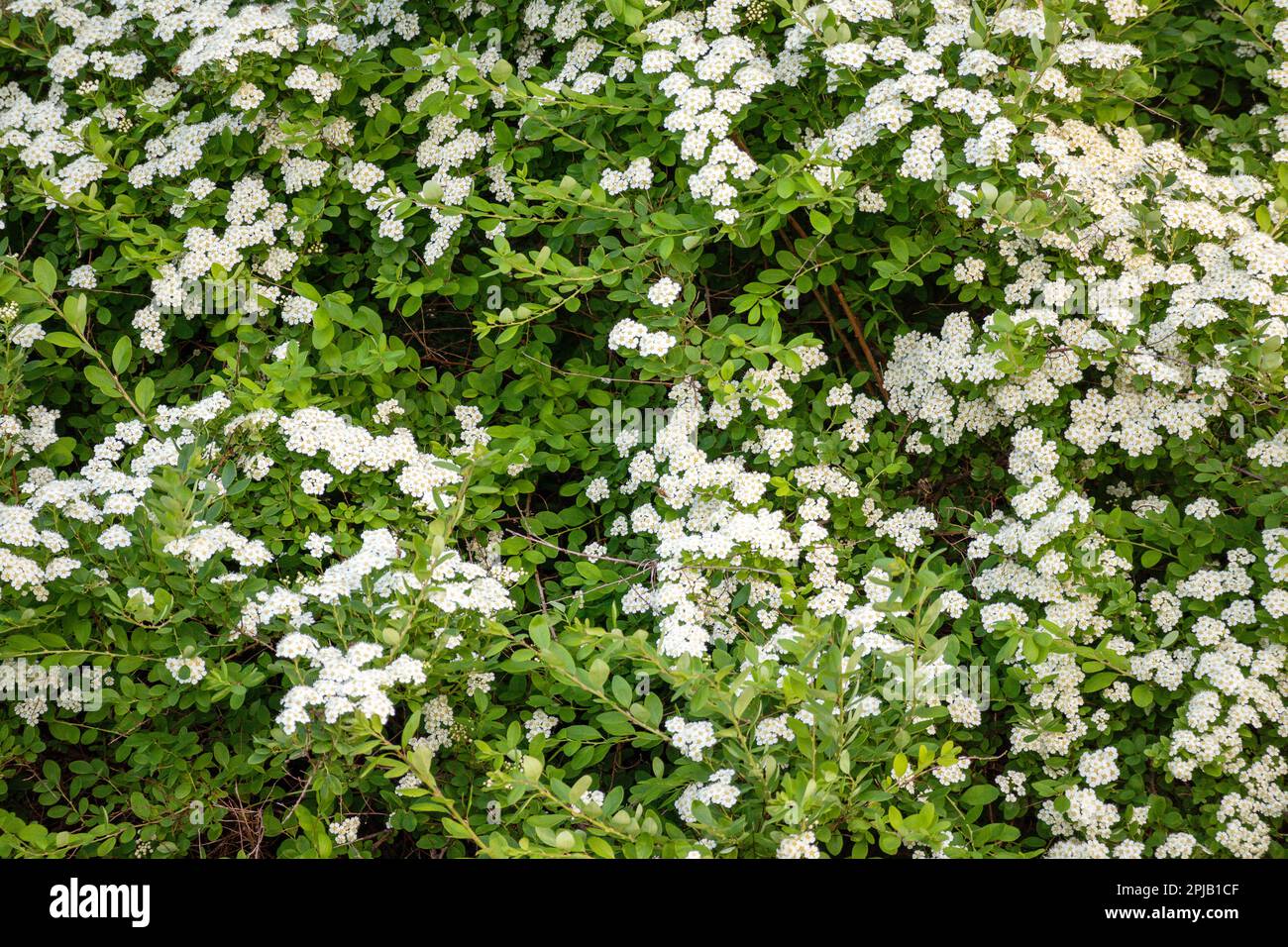 A bush of white flowers with yellow centers and white petals Stock ...