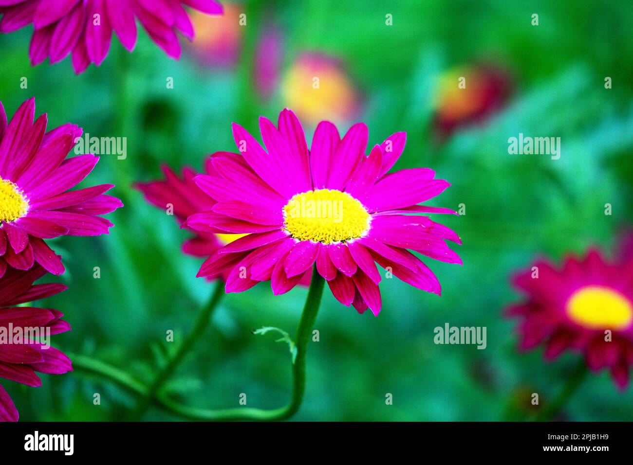 A bunch of pink and yellow flowers with a yellow center Stock Photo - Alamy
