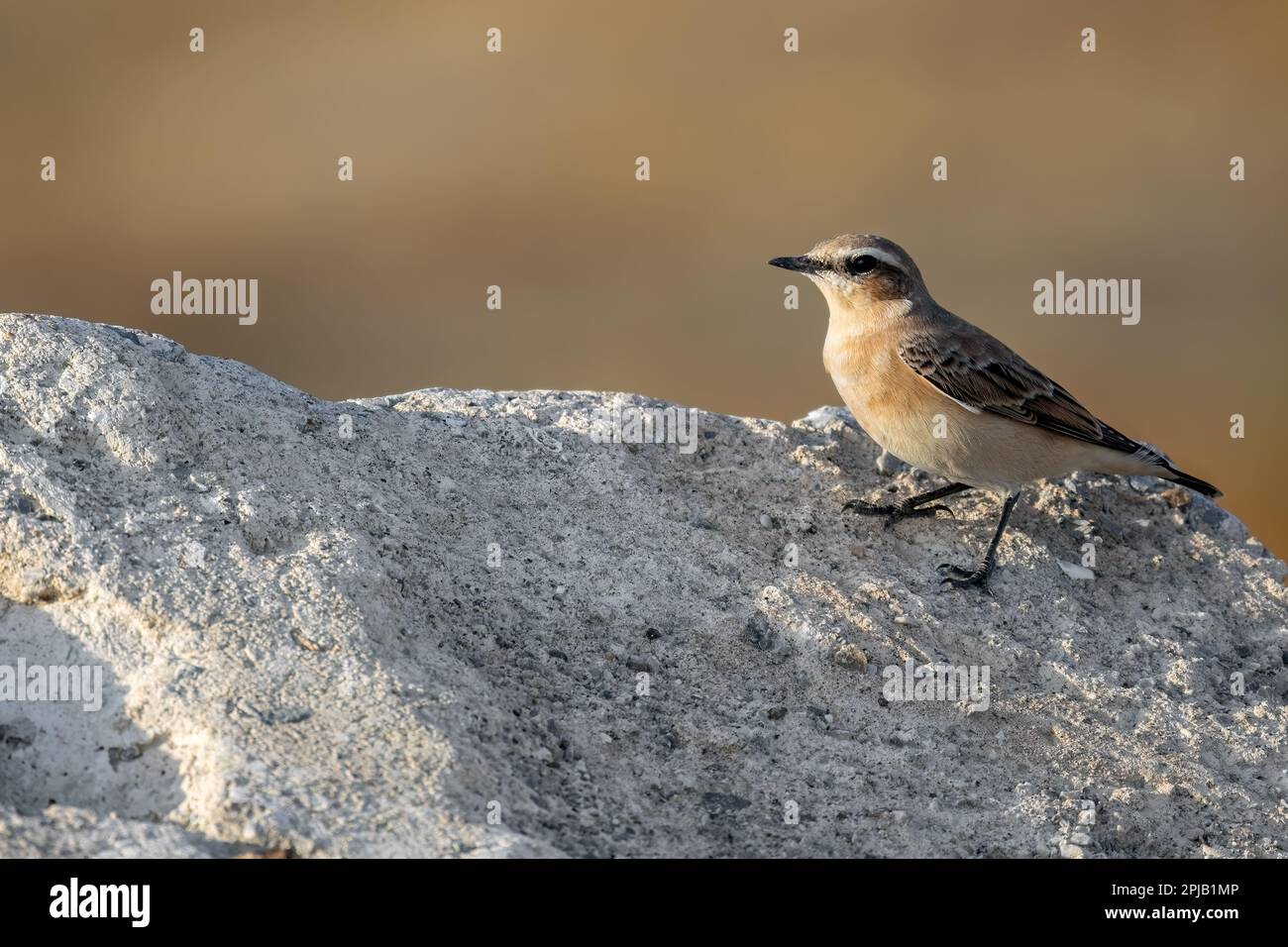 Northern wheatear or Oenanthe Oenanthe spring small bird migration ...