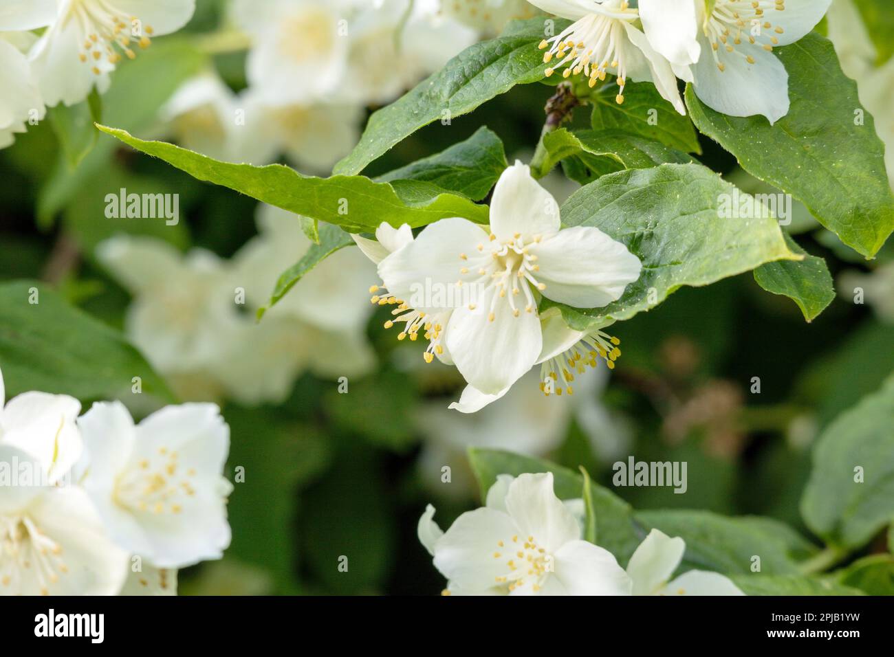A bush of white flowers with yellow centers and white petals Stock ...