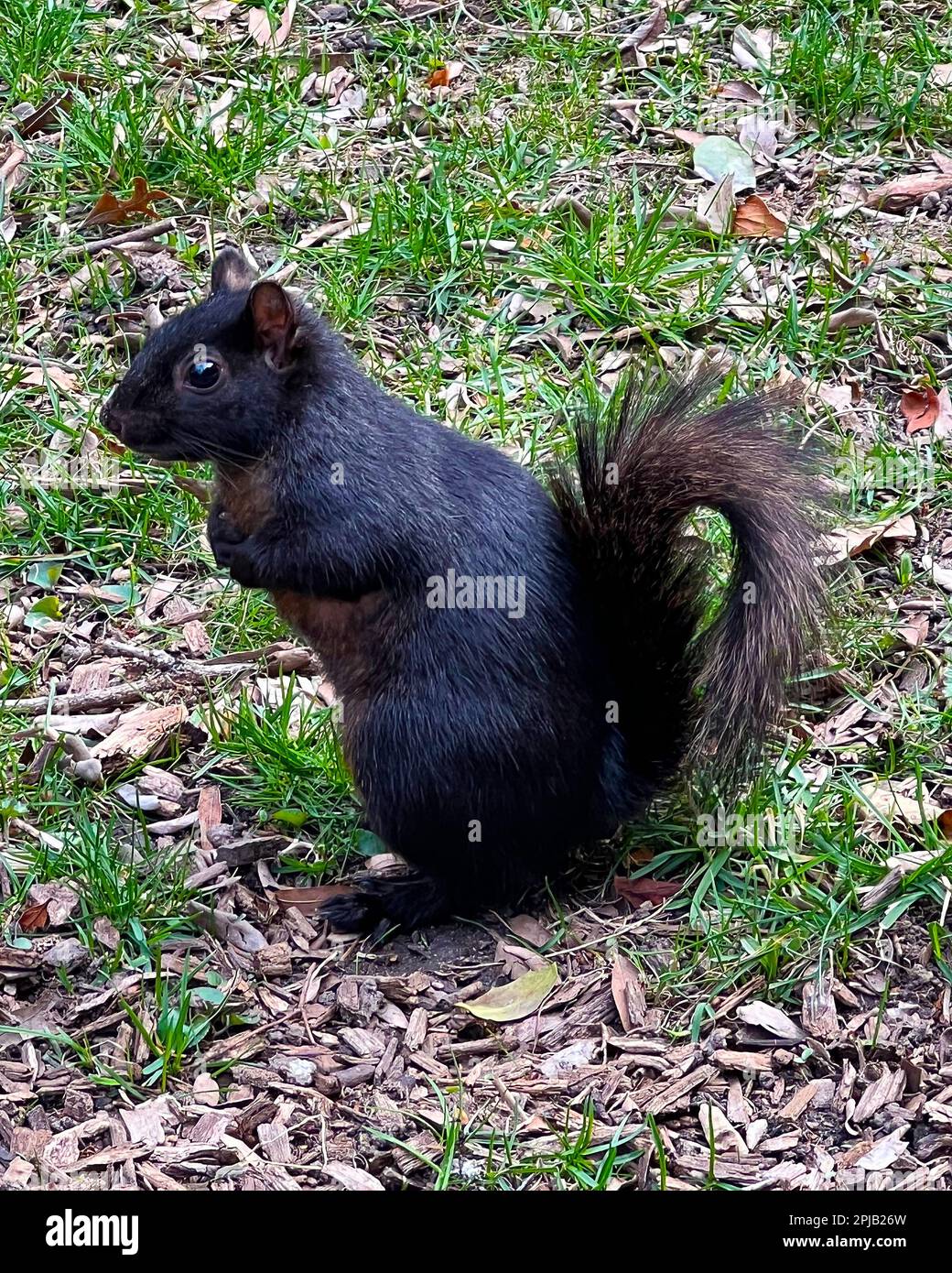 New York, NY, USA. 1st Apr, 2023. A black squirrel searches for food in ...