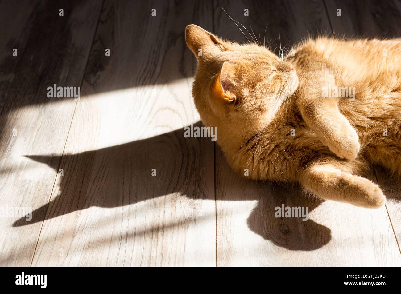 domestic cat basking in the sun lying on the floor Stock Photo - Alamy