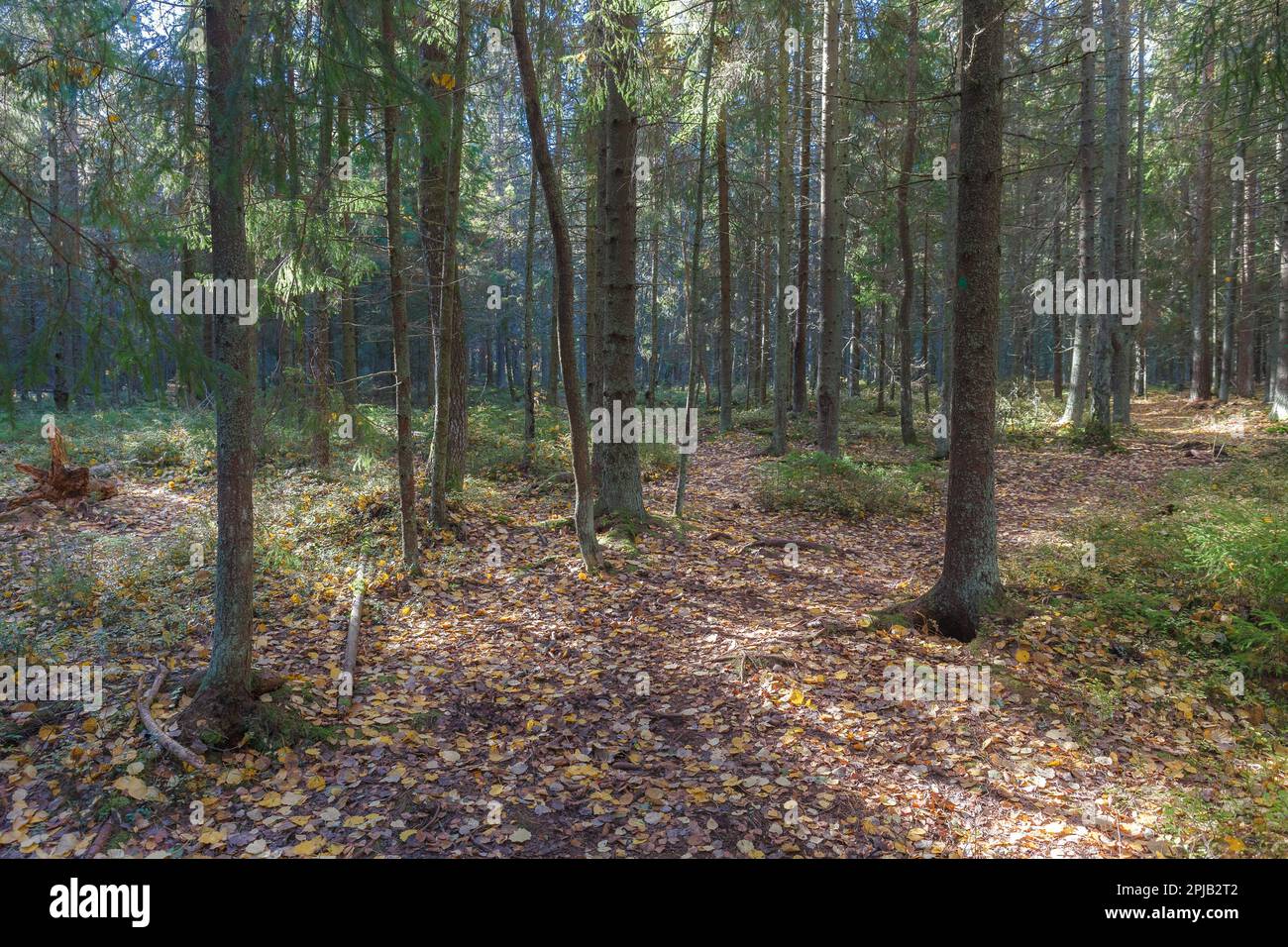 Sunlit evergreen forest. Mossy bottom, conifer tree trunks and branches ...