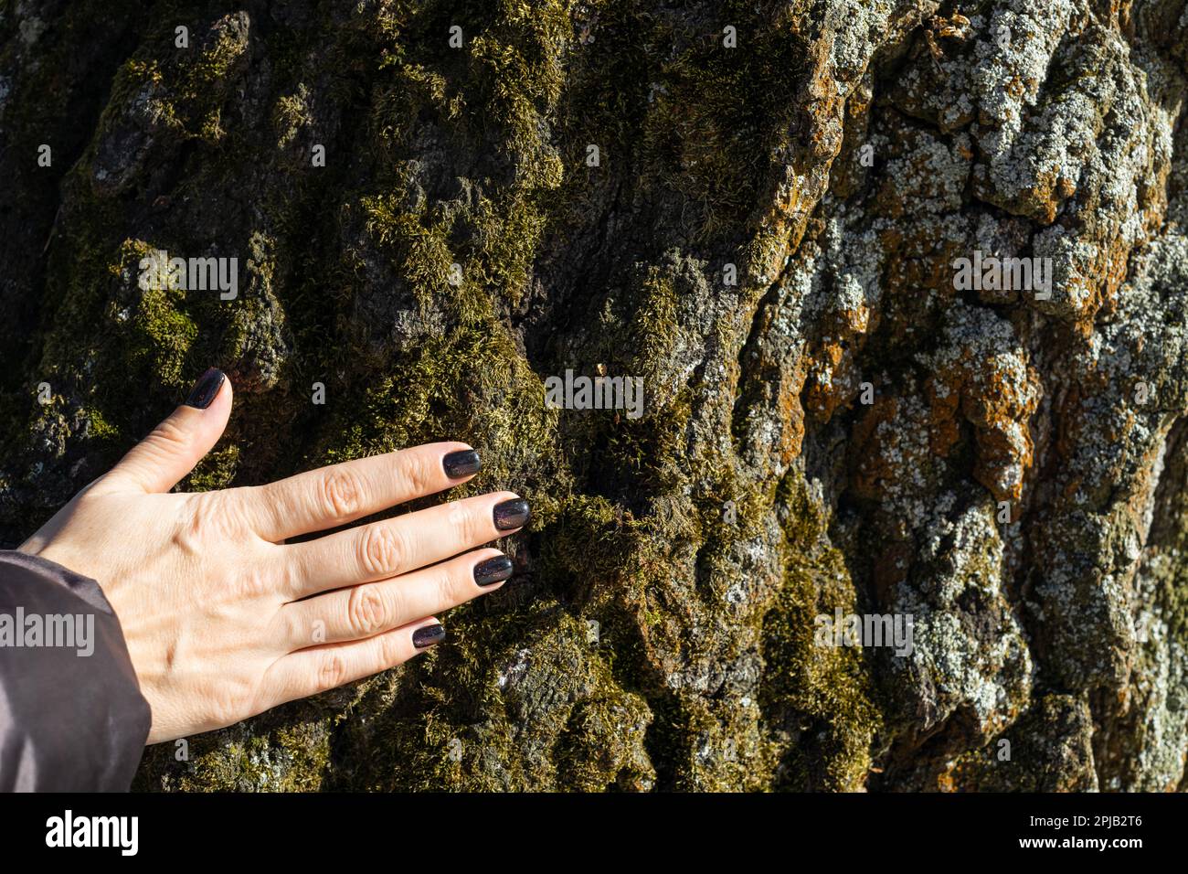 female hand touches the bark of a tree Stock Photo - Alamy