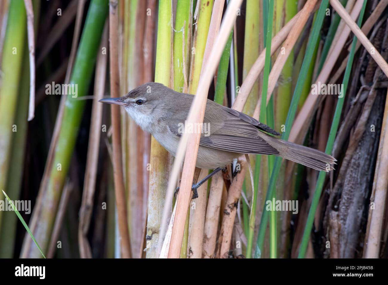 Clamorous reed warbler (Acrocephalus stentoreus) observed near ...