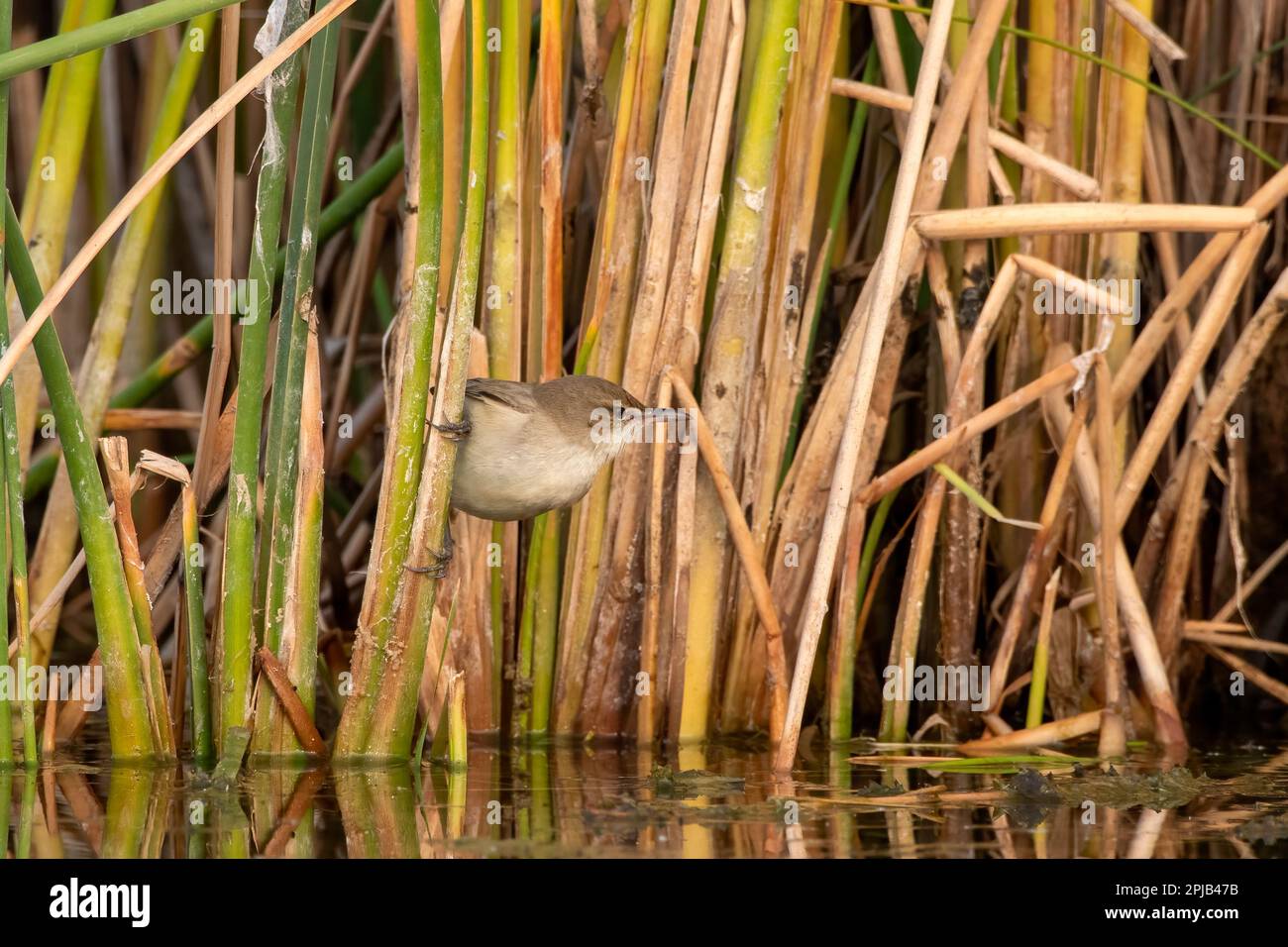 Clamorous reed warbler (Acrocephalus stentoreus) observed near ...