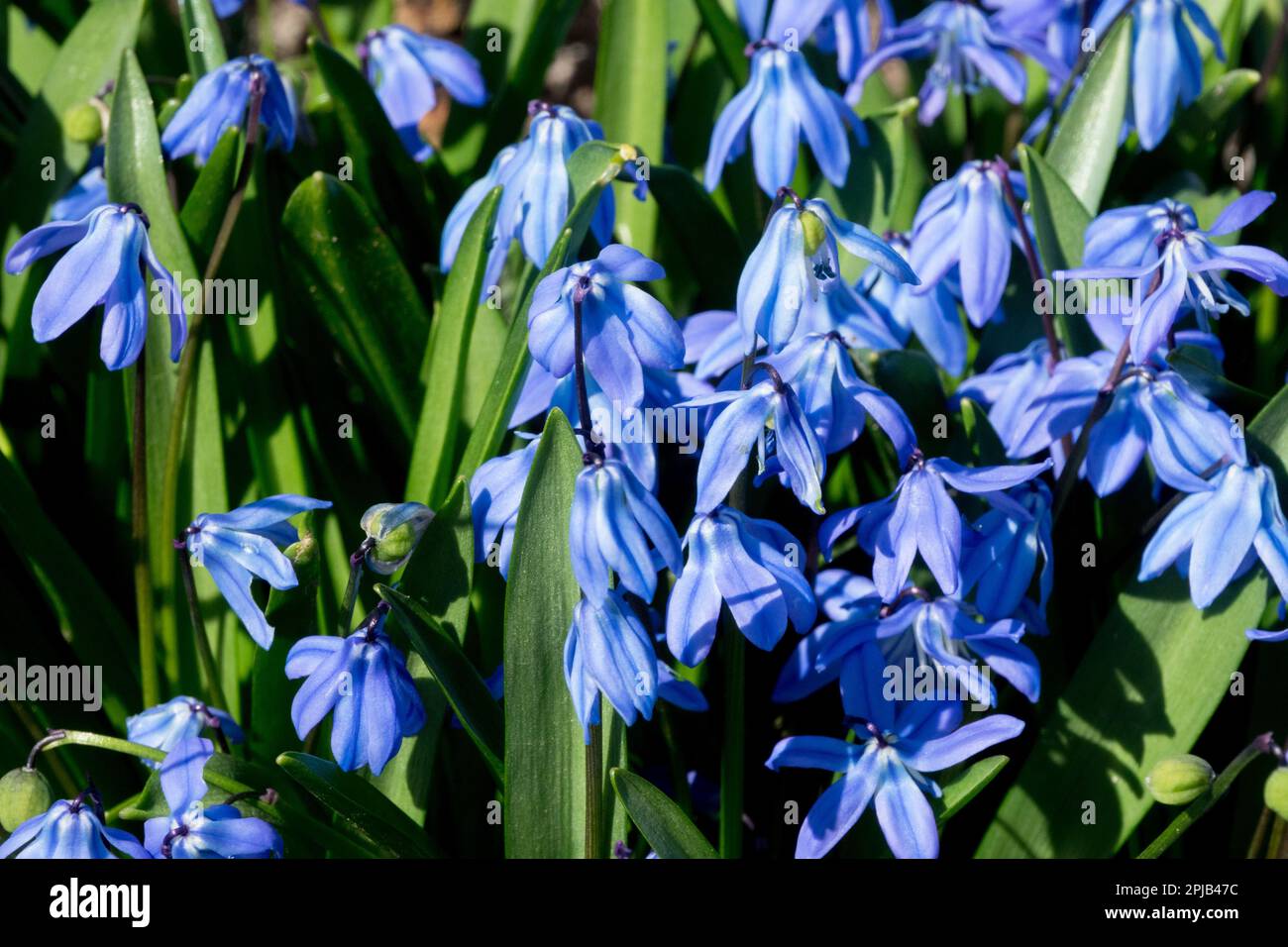 Siberian Squill, Scilla siberica, Blue, Flowers, Season, Spring ...