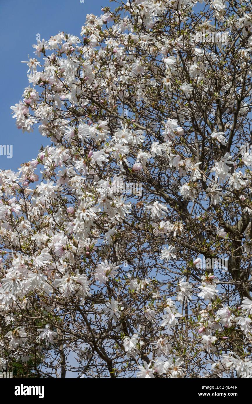 Magnolia stellata harvard centennial hi-res stock photography and ...