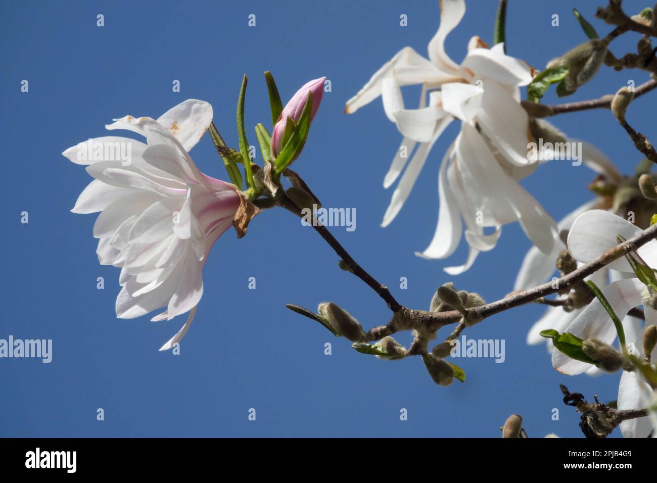 Blossom, Branch, Magnolia stellata, Flower, Magnolia, Flowering, Plant ...