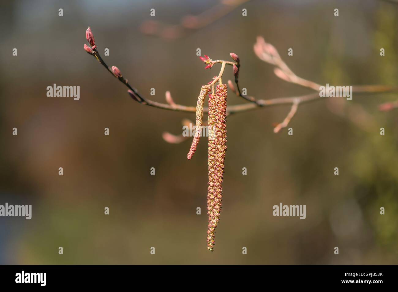 Red alder catkins, Alnus rubra Stock Photo - Alamy