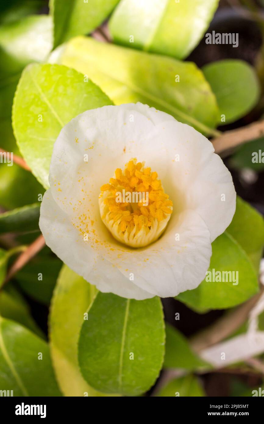White and yellow flower and buds on a Camellia plant growing in a ...