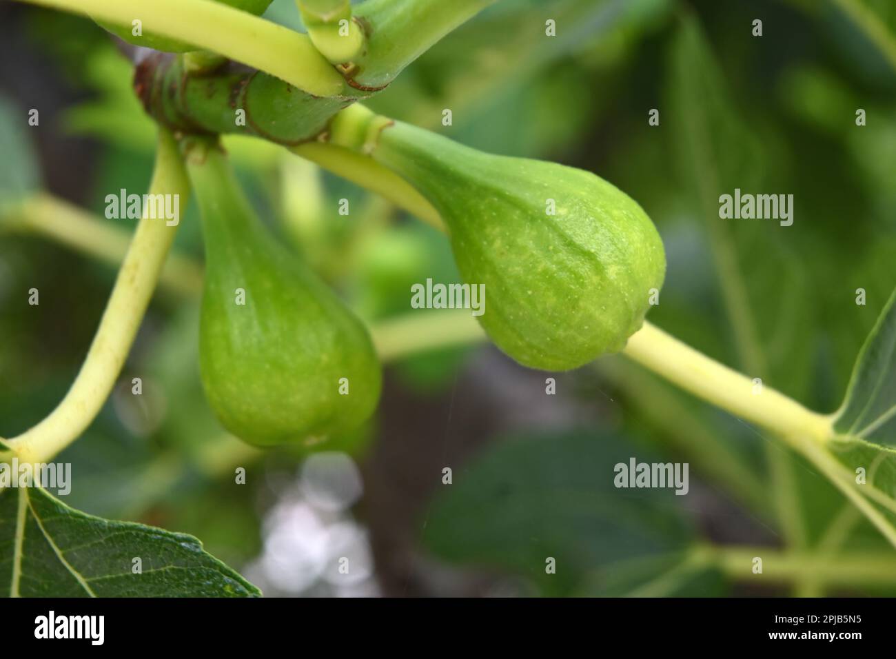 Young green figs on the branch. Fruits of fig tree Stock Photo - Alamy