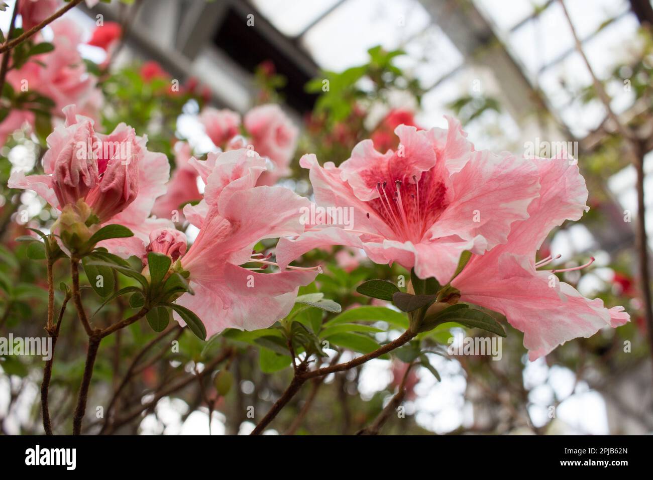 White azalea in the greenhouse hi-res stock photography and images - Alamy