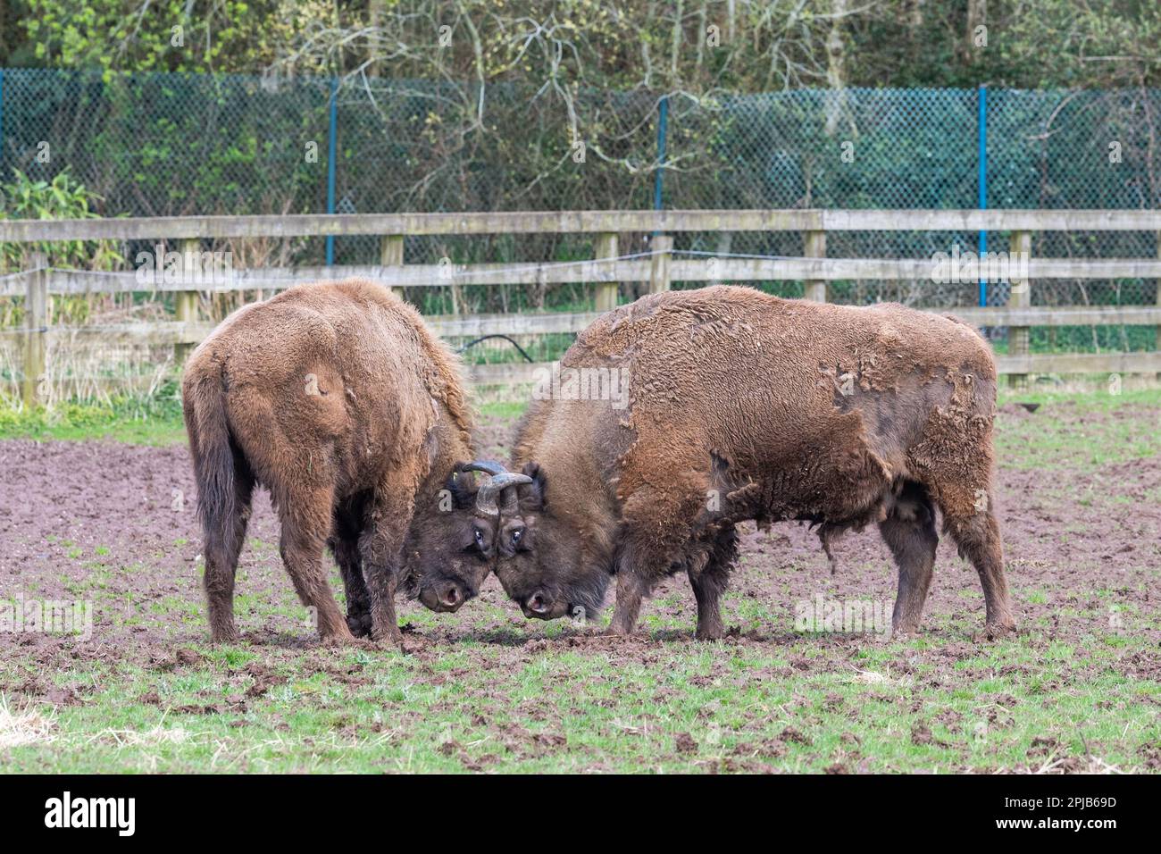 Cobh, County Cork, Ireland. 1st Apr, 2023. The sun shone at Fota ...