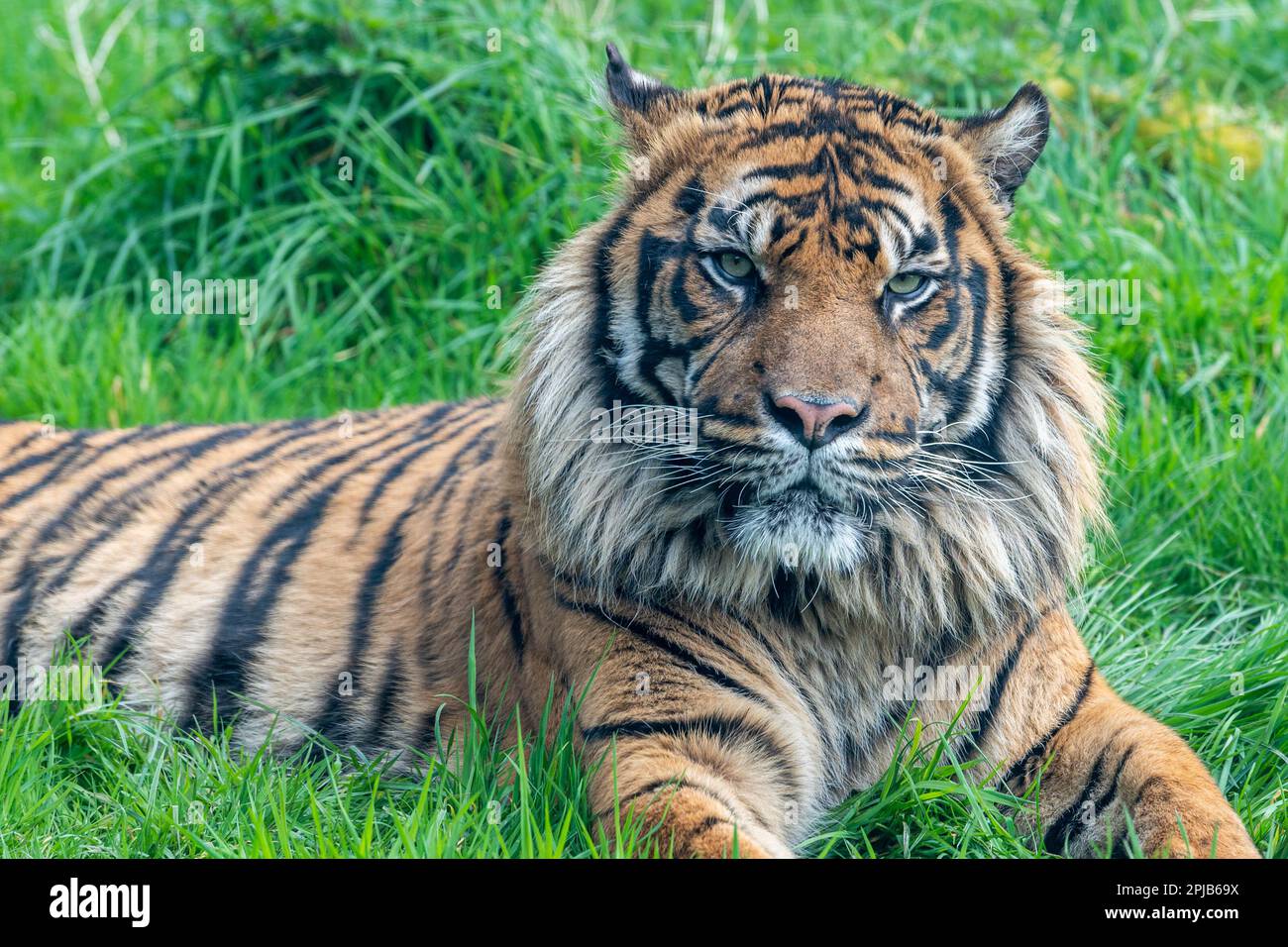 News animals tiger hi-res stock photography and images - Alamy