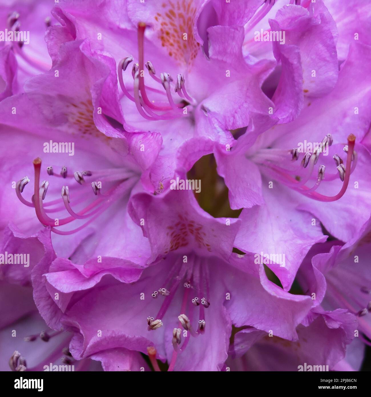 A beautiful flower in a place in Germany. High quality photo from ...