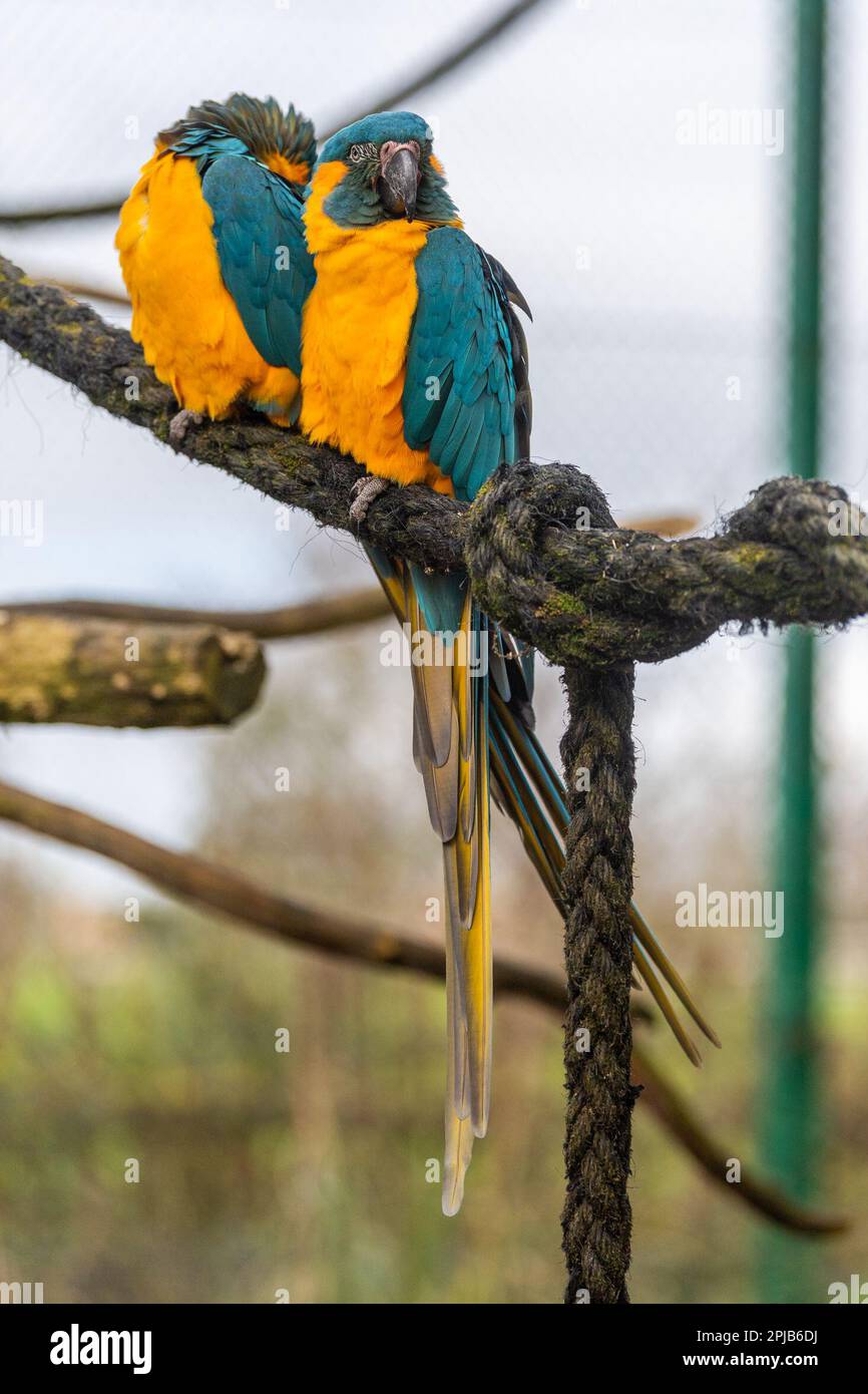 Ara ag hi-res stock photography and images - Alamy