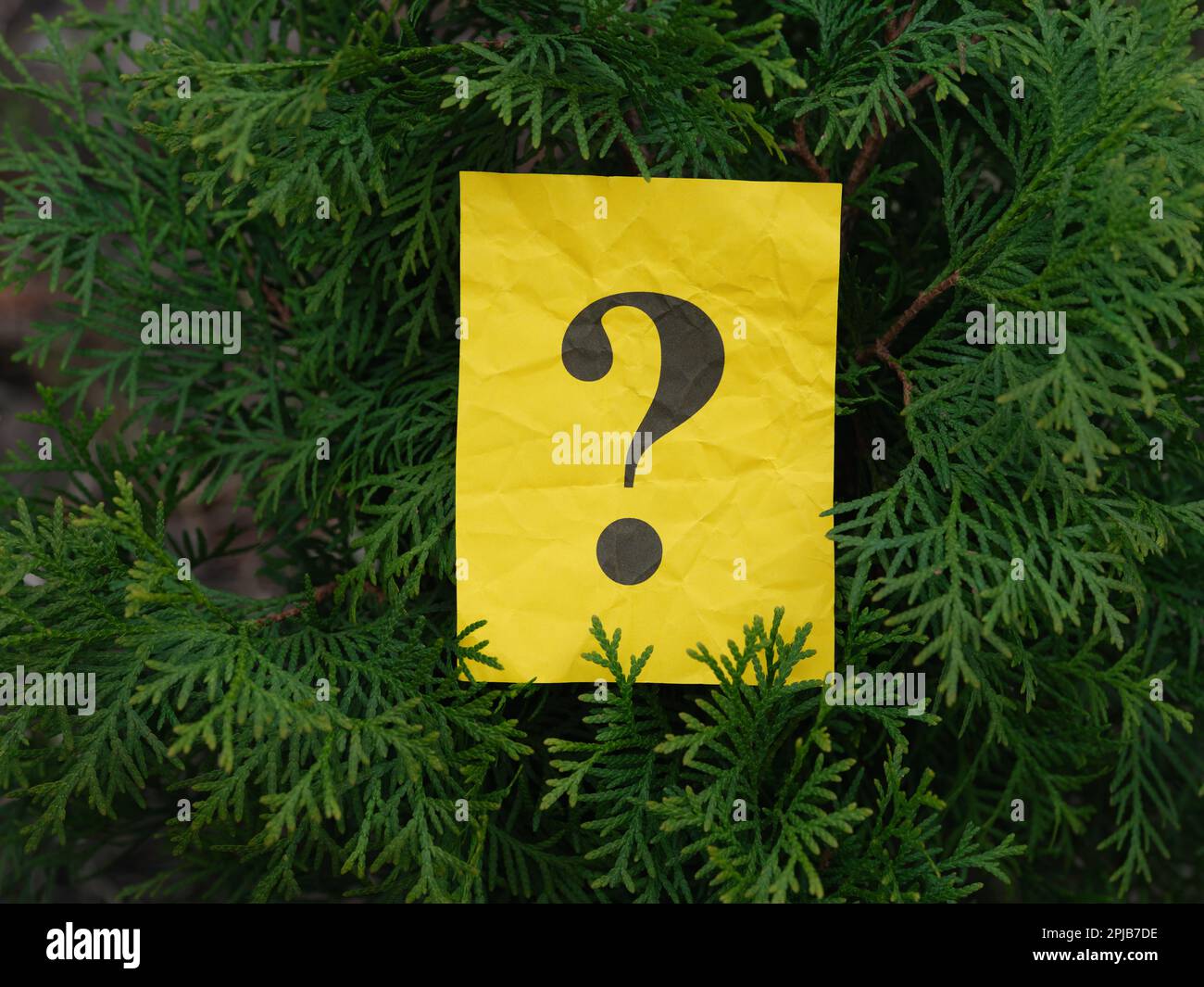 A yellow paper note with a question mark on it hanging on a juniper ...