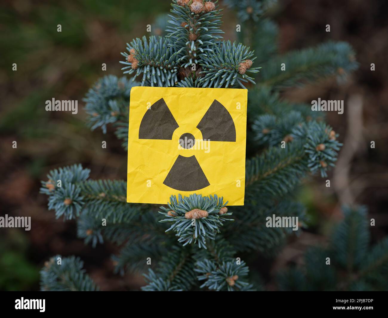 A radiation warning sign being held up by a fir tree branch. Close up ...