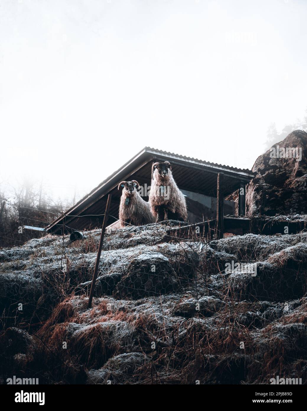 The two white sheep standing in front of a gray barn on a grassy ...