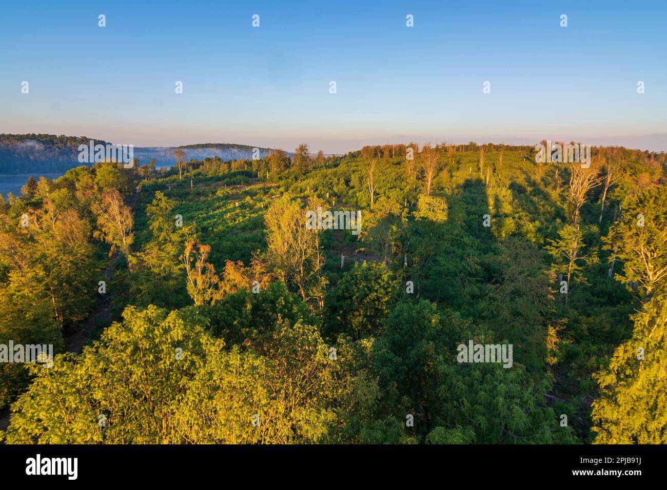 Forest trees from above hi-res stock photography and images - Alamy