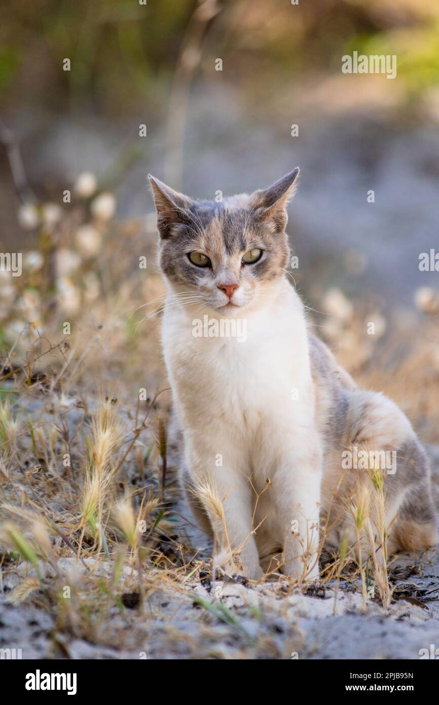 Stray calico cat sitting outdoors on the Greek island Thasos Stock ...